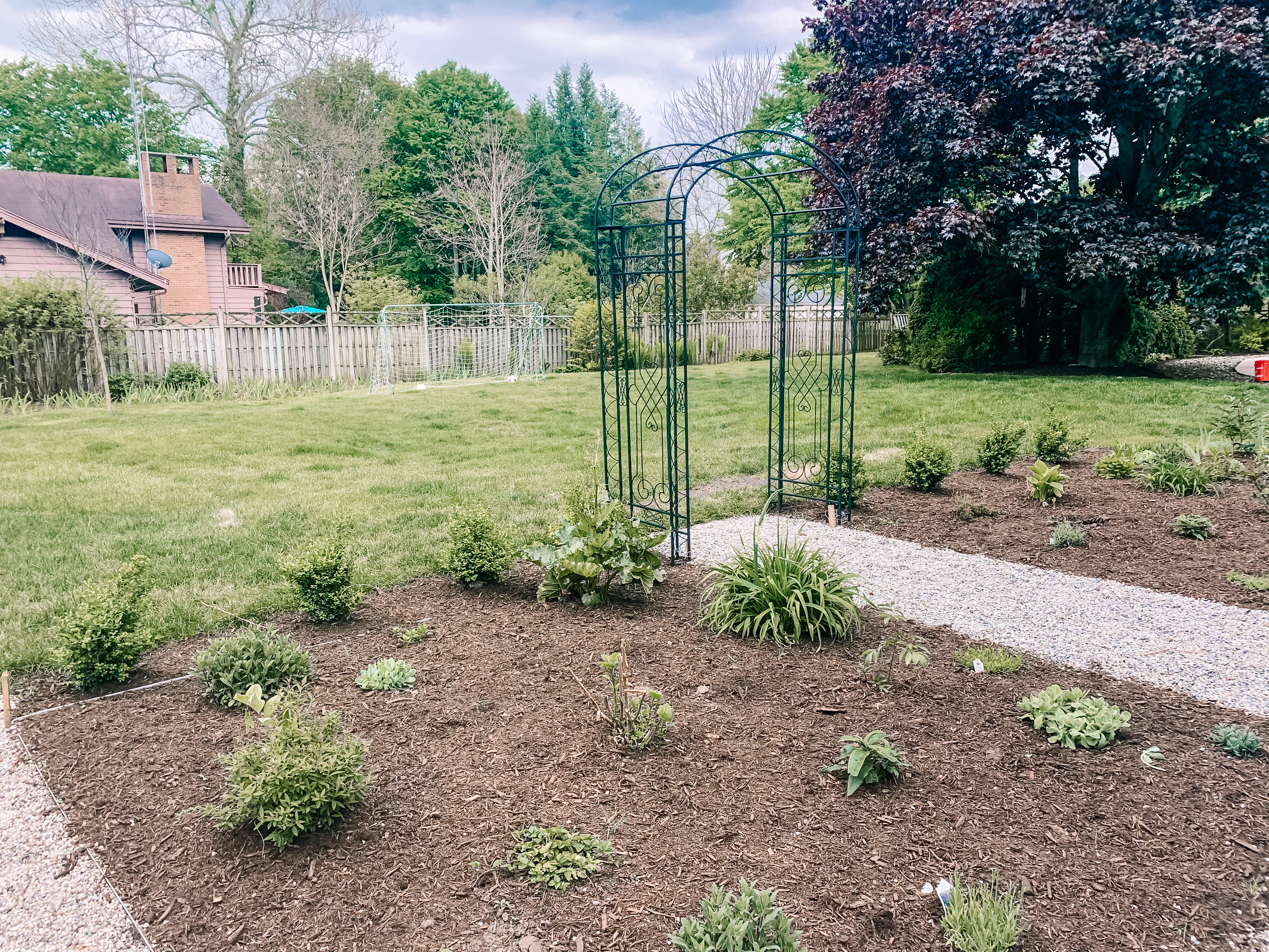 Peony Bush Care in the Garden | Beginners Guide - Building Bluebird