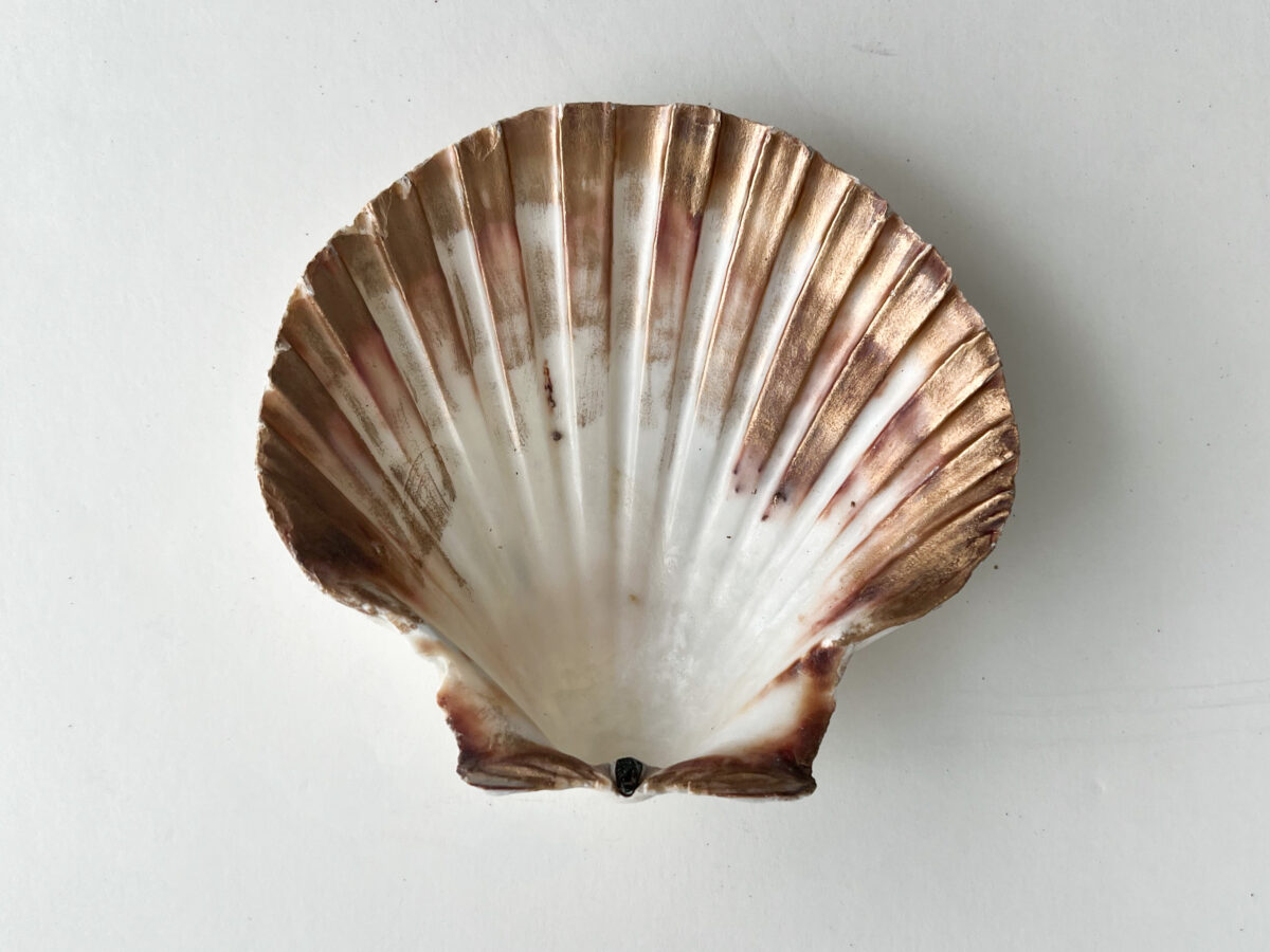 Super Simple Seashell Dish | Rub 'n Buff DIY - Building Bluebird