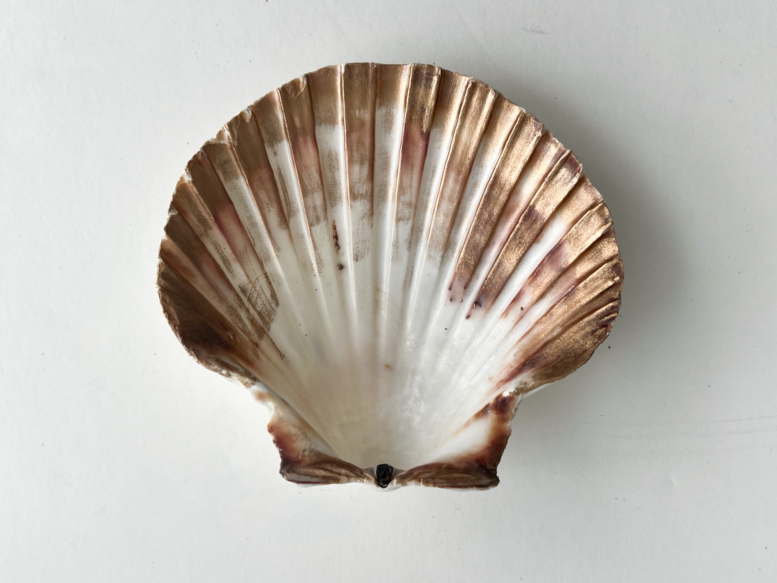 Super Simple Seashell Dish | Rub 'n Buff DIY - Building Bluebird
